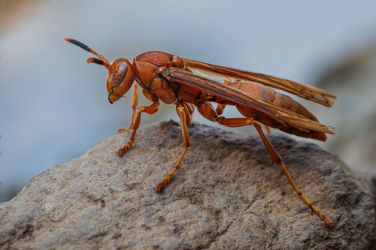 Red Wasp Pest Control Spring Branch TX | Hill Country Pest Solutions